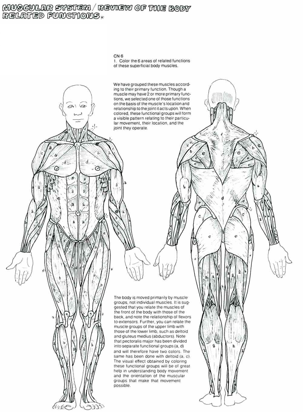 Human Muscles Coloring Key Educative Printable